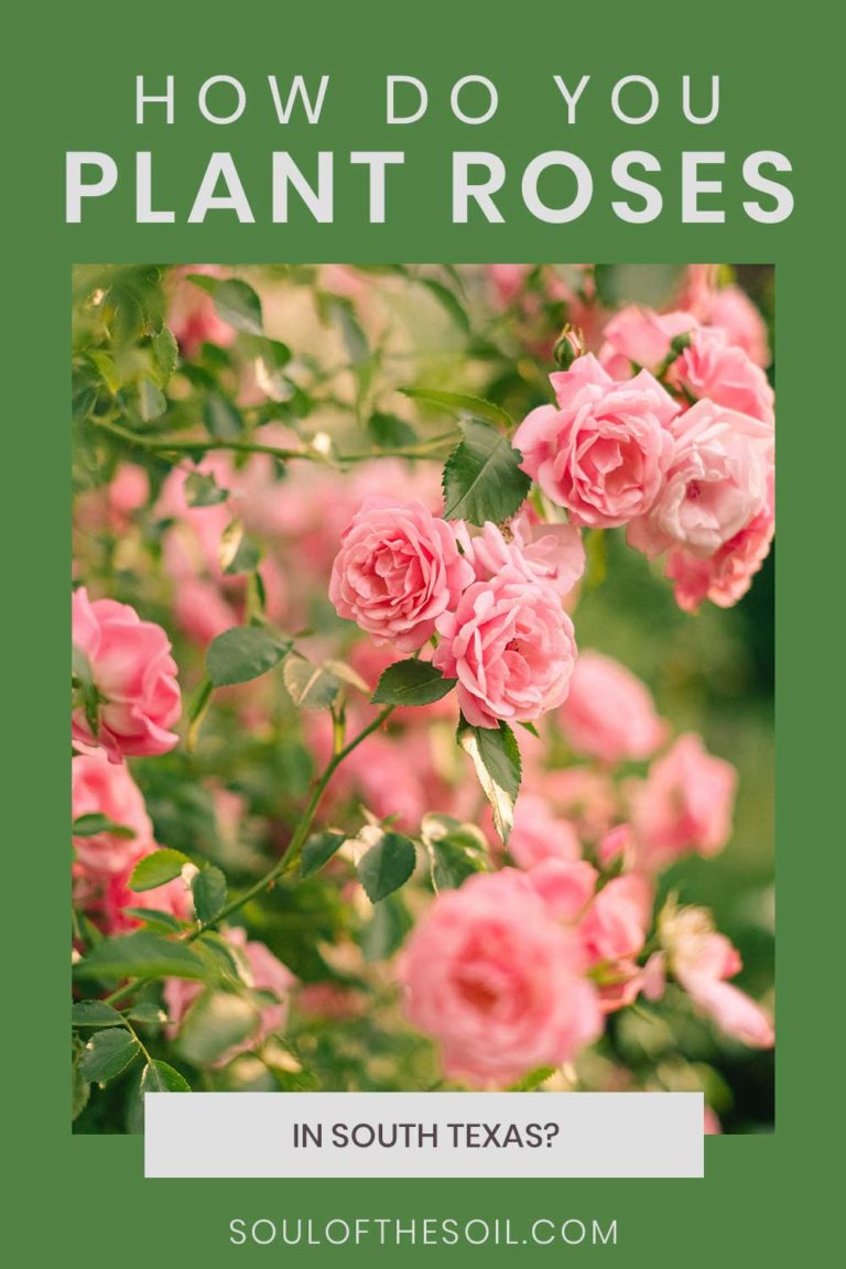 How Do You Plant Roses In South Texas? - Soul of the Soil