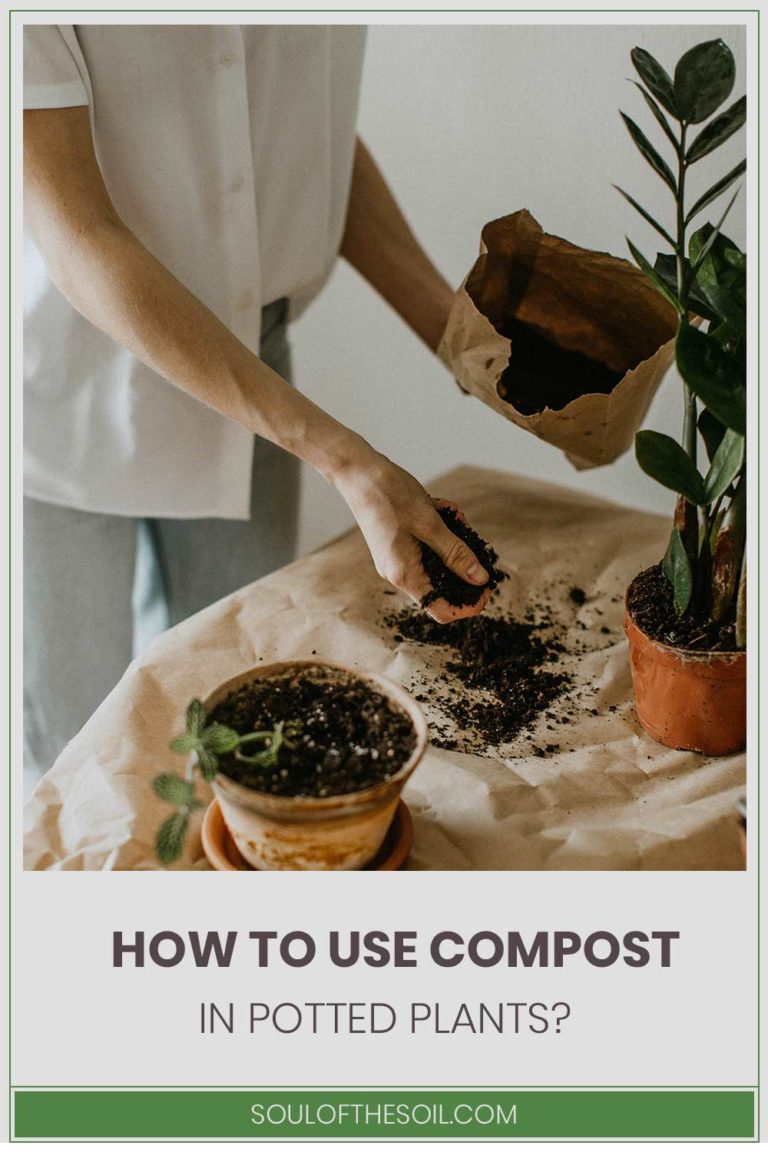 How To Use Compost In Potted Plants? - Soul of the Soil